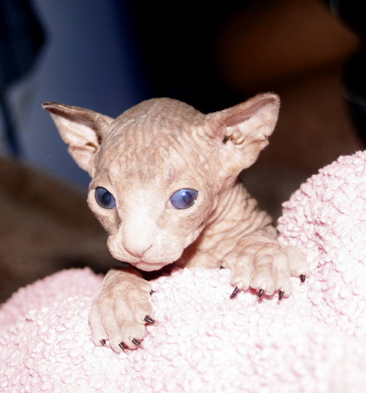 OC Sphynx Kittens: Adorable Sphynx Kittens Available in time for December.