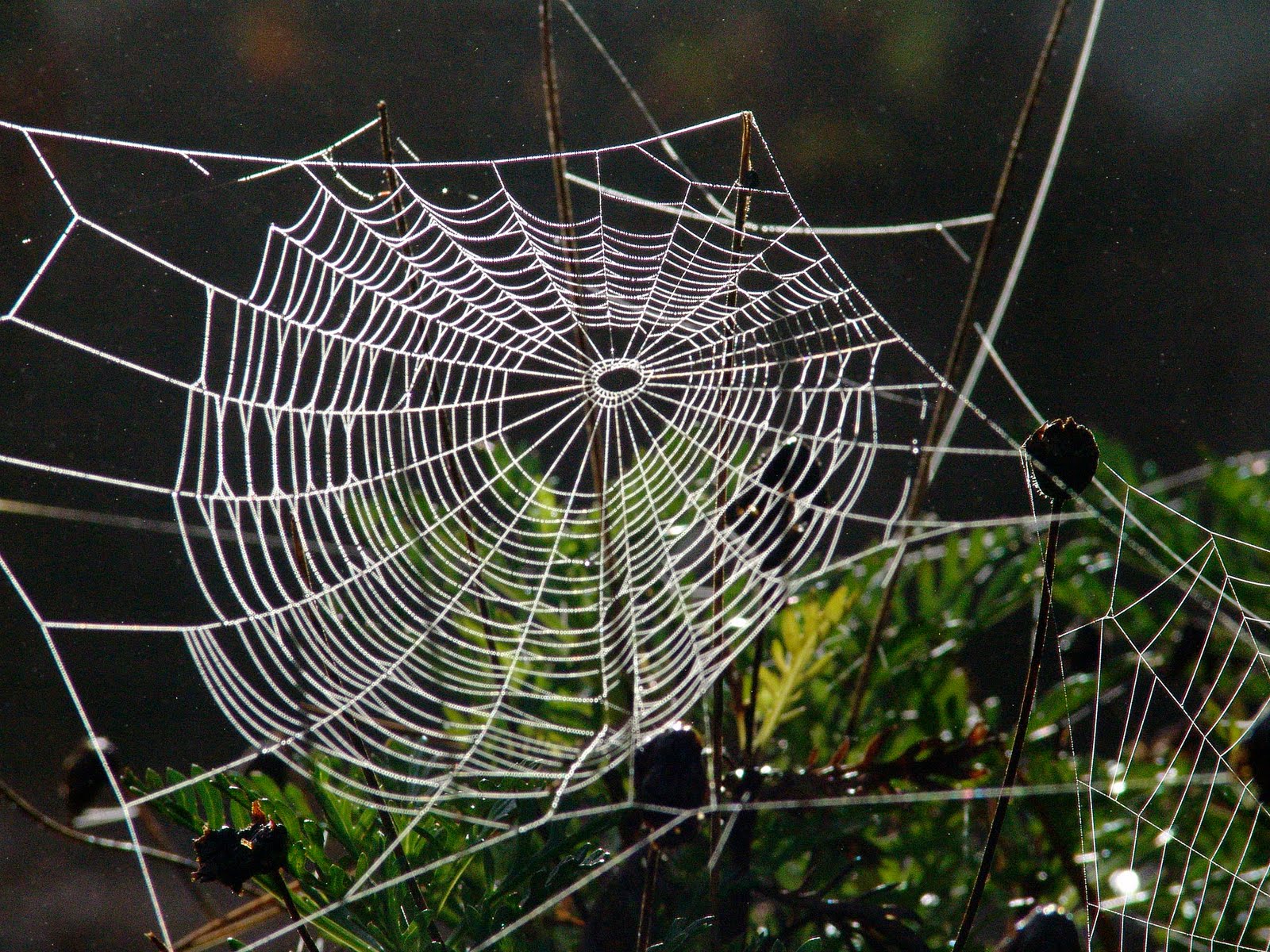 My blog of Ramblings: Spider Web September 2010