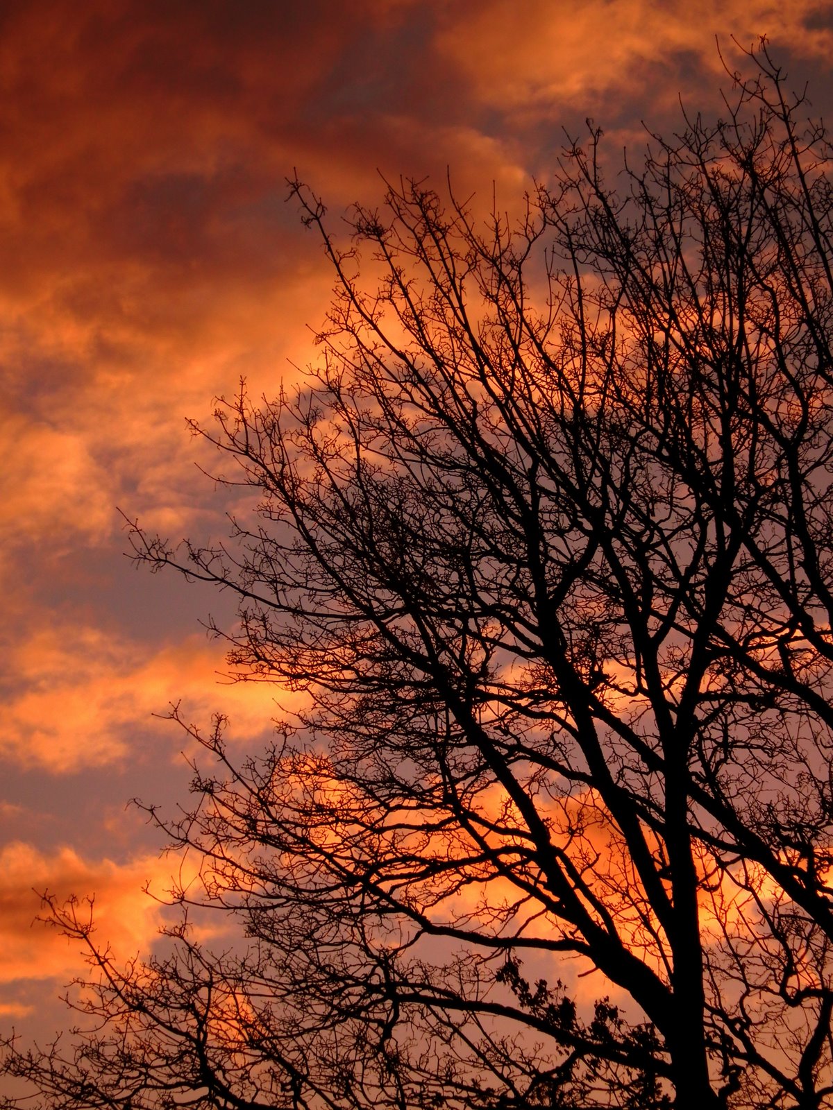 BELLINGHAM DAILY PHOTO: Skywatch Friday: November Trees