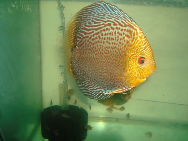 SAM'S DISCUS (our Head Office)