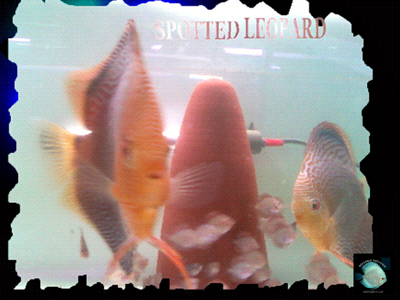 BREEDING PAIRS: OUR DISCUS BREEDING PAIRS