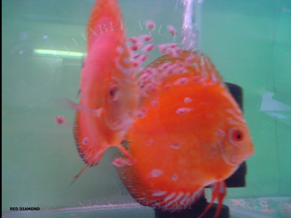 BREEDING PAIRS: OUR DISCUS BREEDING PAIRS