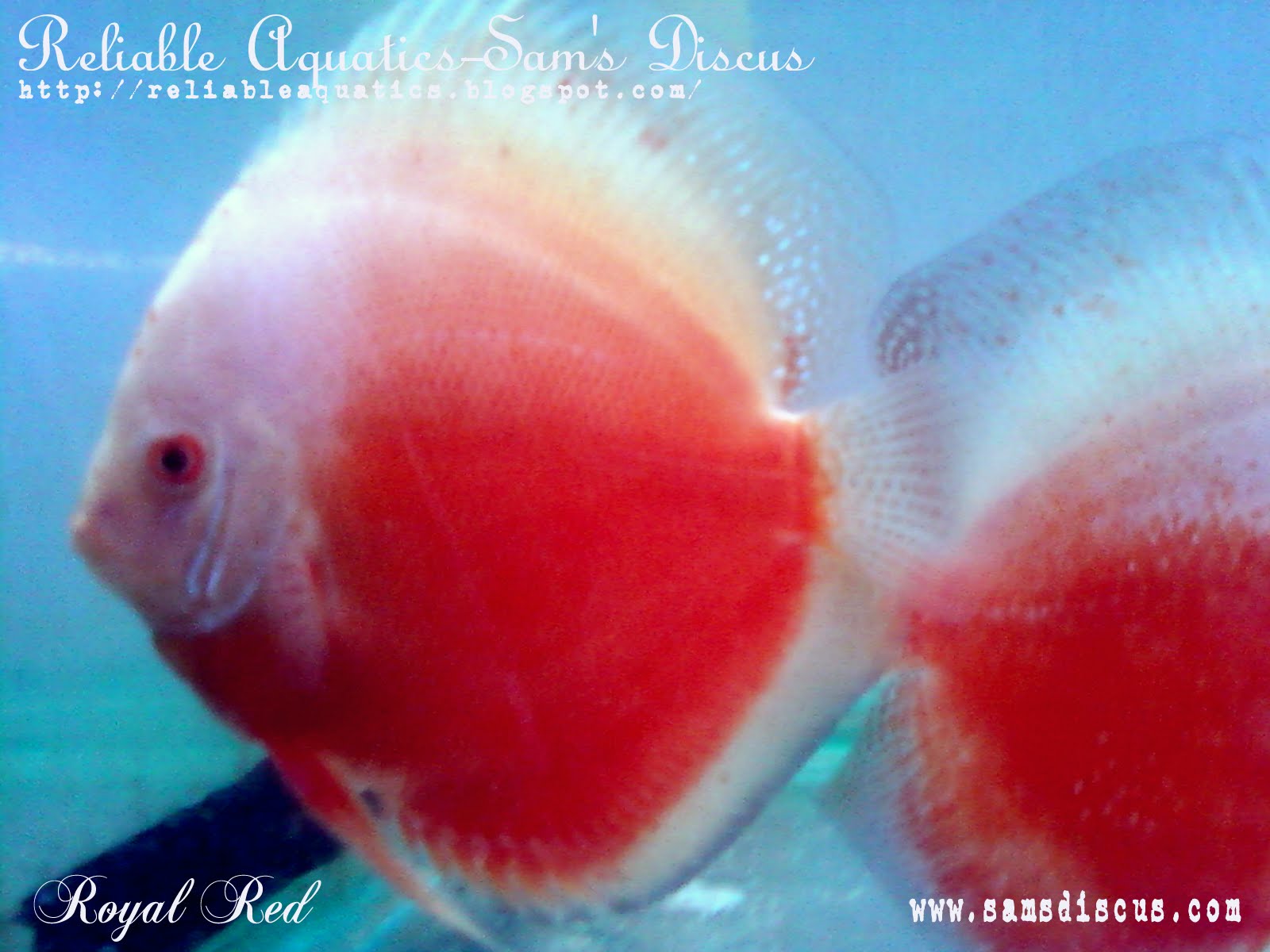 ALL DISCUS STRAINS: "Man-Made" Cultivated Strains: