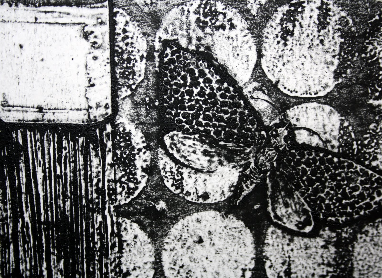 Sue Brown Printmaker: COLLAGRAPH EXPERIMENT