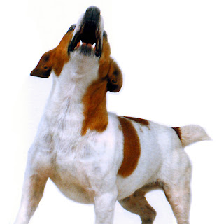 DE CHICOS Y MASCOTAS: ¿POR QUÉ LADRAN LOS PERROS?