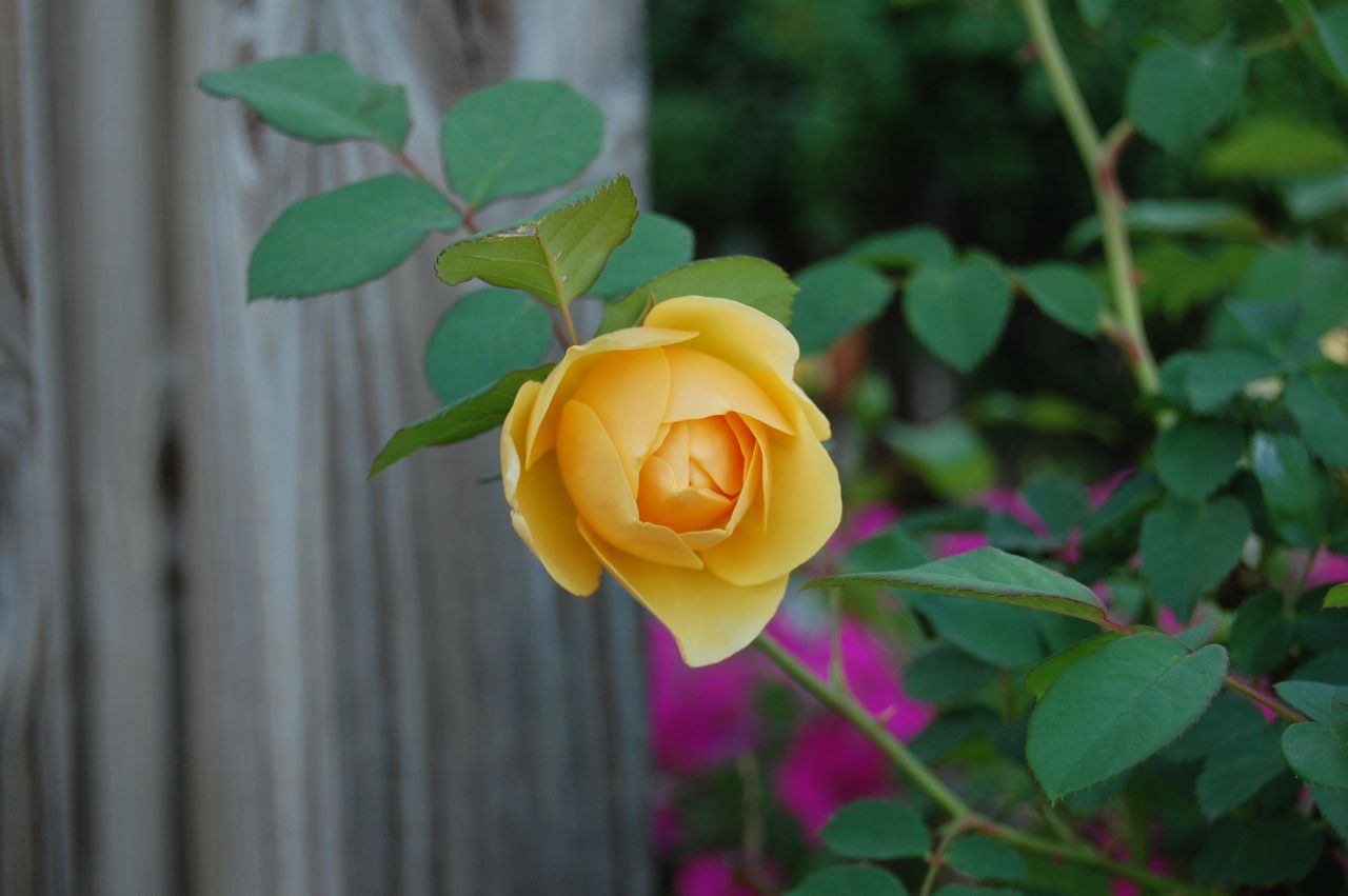 Jeannie's Fairy Rose Louisiana Garden: The Lovely Graham Thomas Rose