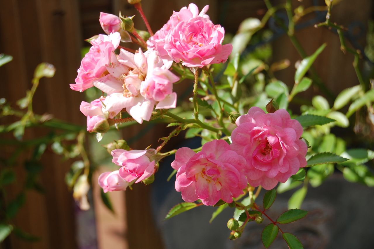 Jeannie's Fairy Rose Louisiana Garden: My Fairy Rose in November