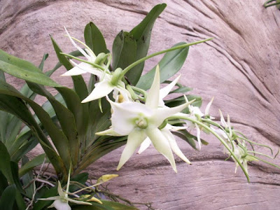 A Study in Contrasts: Winter in Madagascar: Darwin Orchids, Voodoo ...