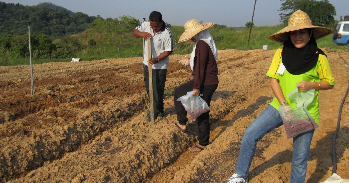 CORETANKU: GAMBAR LADANG..