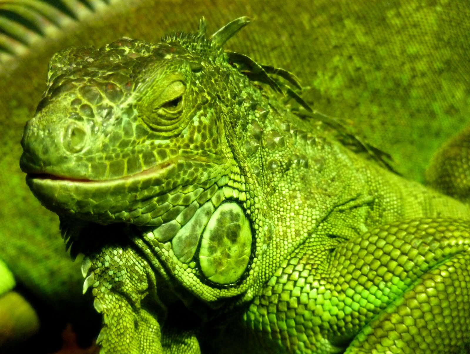 Animals, Reptiles, Lizard