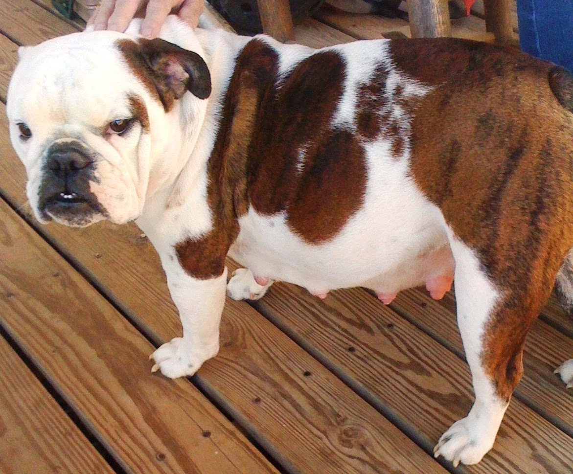 BandyBulldogs: AKC English Bulldog Puppies