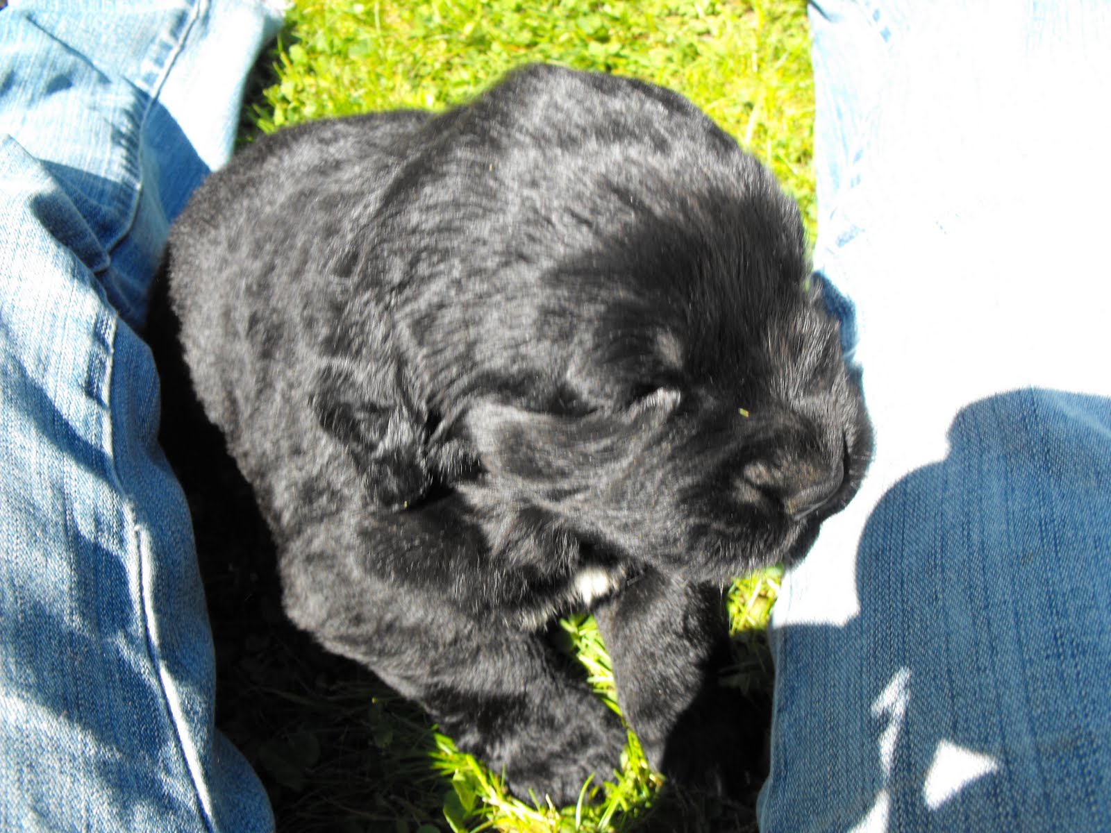 Bella Bush Baby Newfoundland