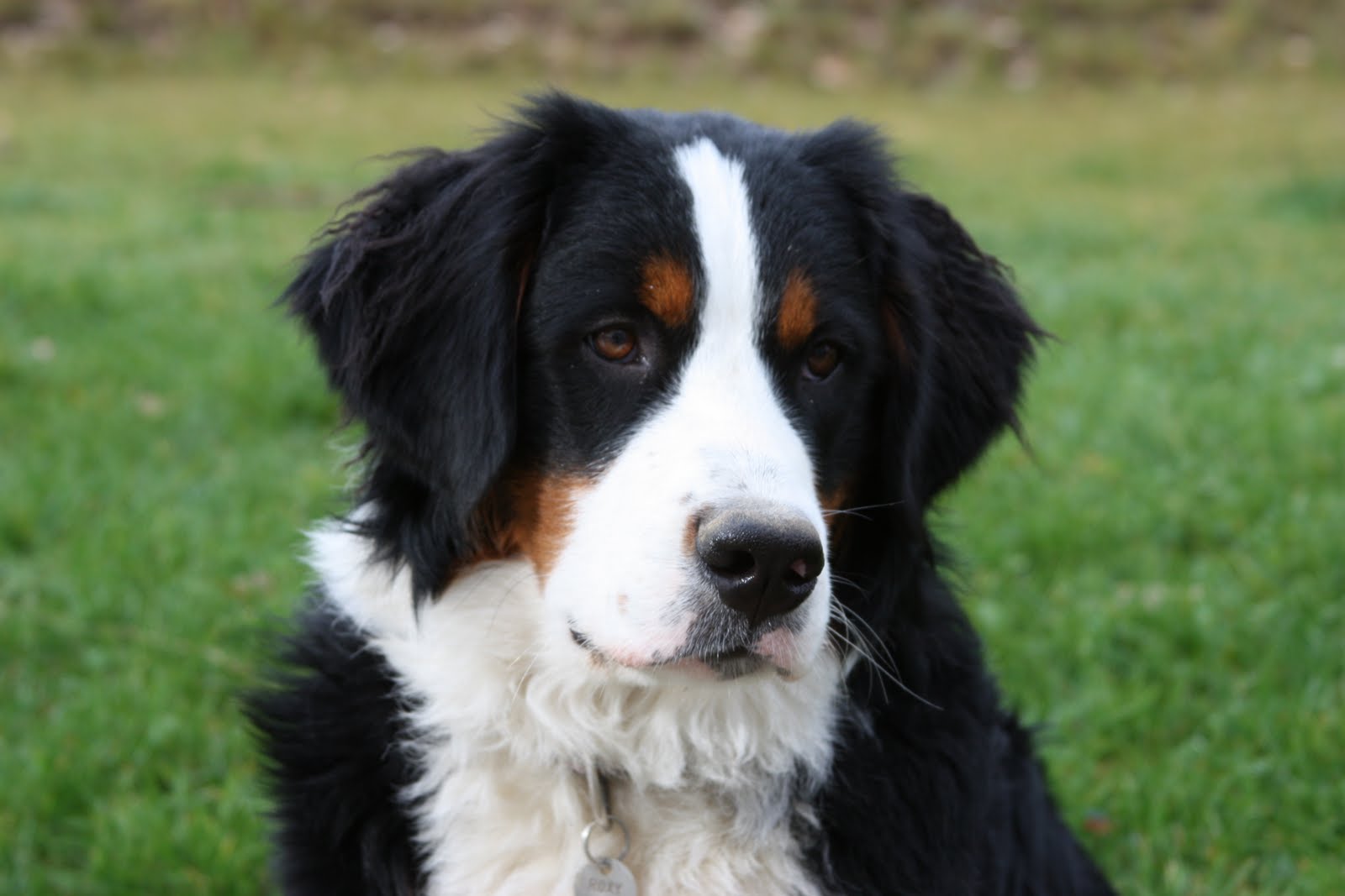 Bernese Mountain Dog Breed and Photos | List of Dogs Breeds