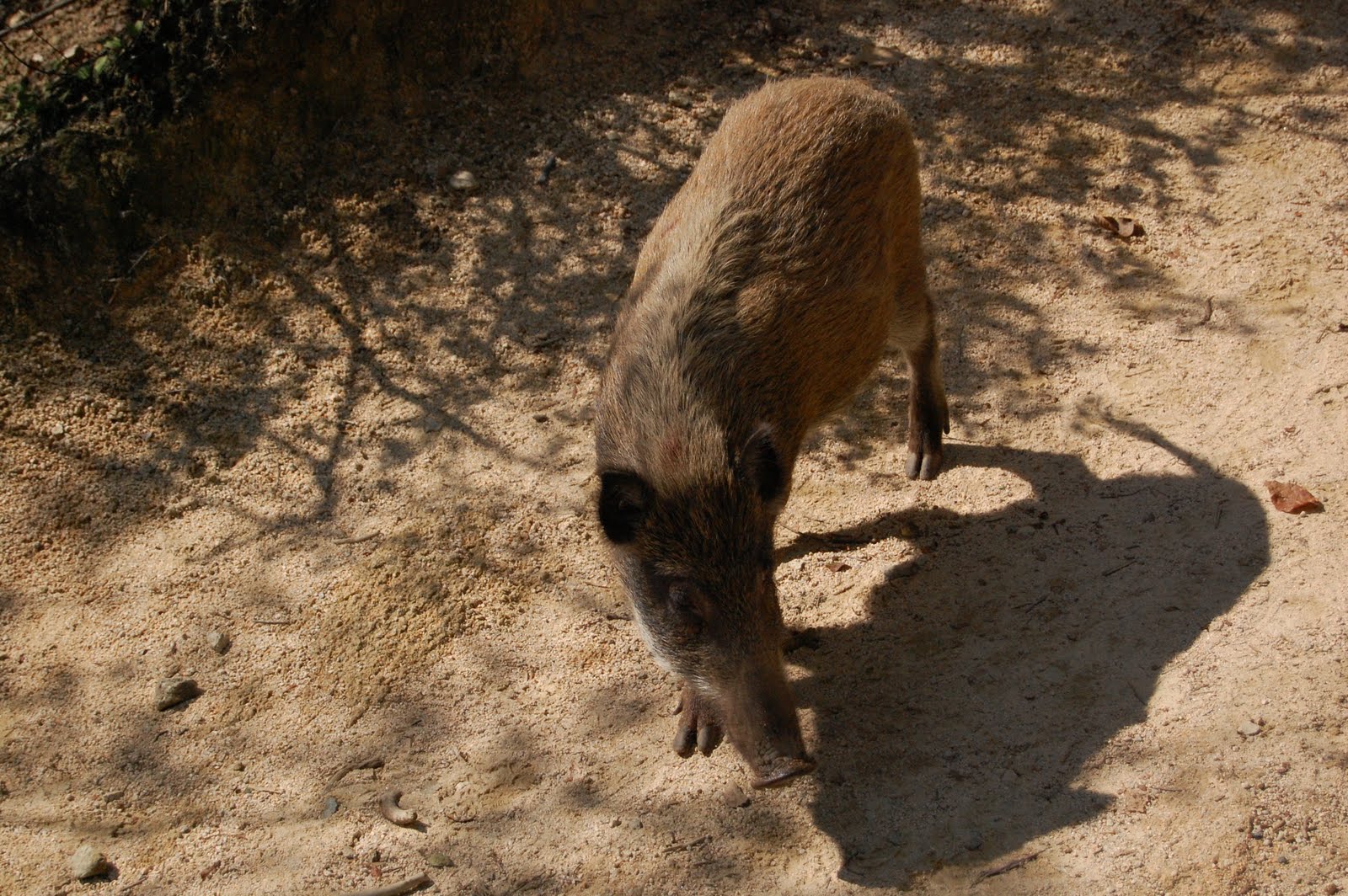 Josh n Jax n Japan: Hike in Kobe's high-end boar country