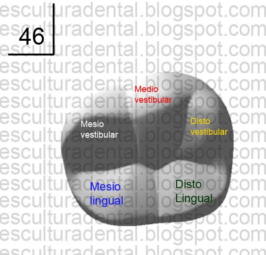 Cúspides dos primeiros molares inferiores ~ Anatomia escultura dental