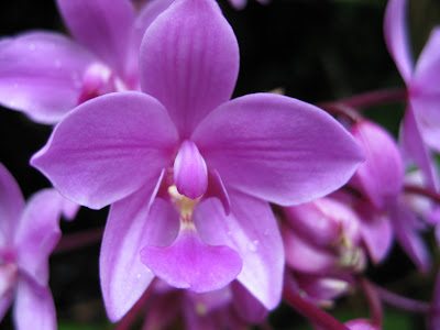 Guammy McGuamerton: Pohnpei