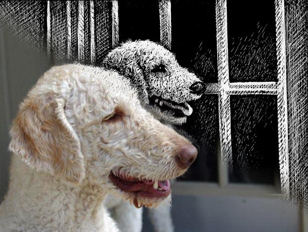 Brad Albright Illustration Blog: Dog Portrait - Scratchboard Tutorial pt 1