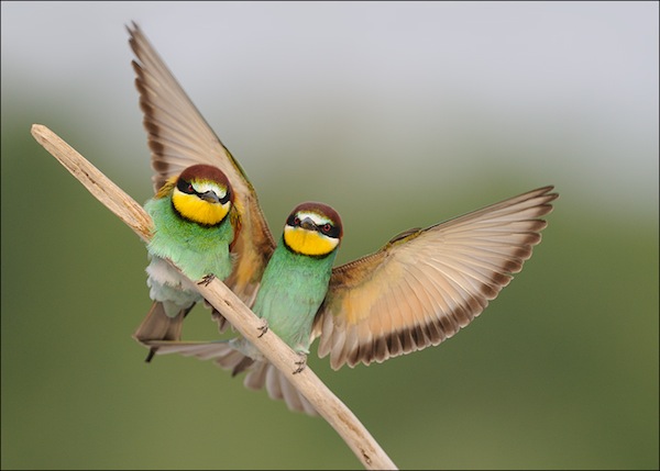 Most Amazing Photos from the World Cultures: 10 Extraordinary Birds ...