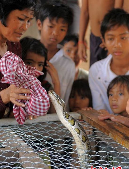 World Best Funny & Entertainment Pics: Snakes Wedding : Amazing Pictures