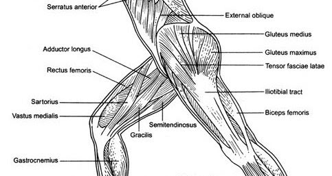 Dedicated to the High School Athletic Trainer: Gracilis strain