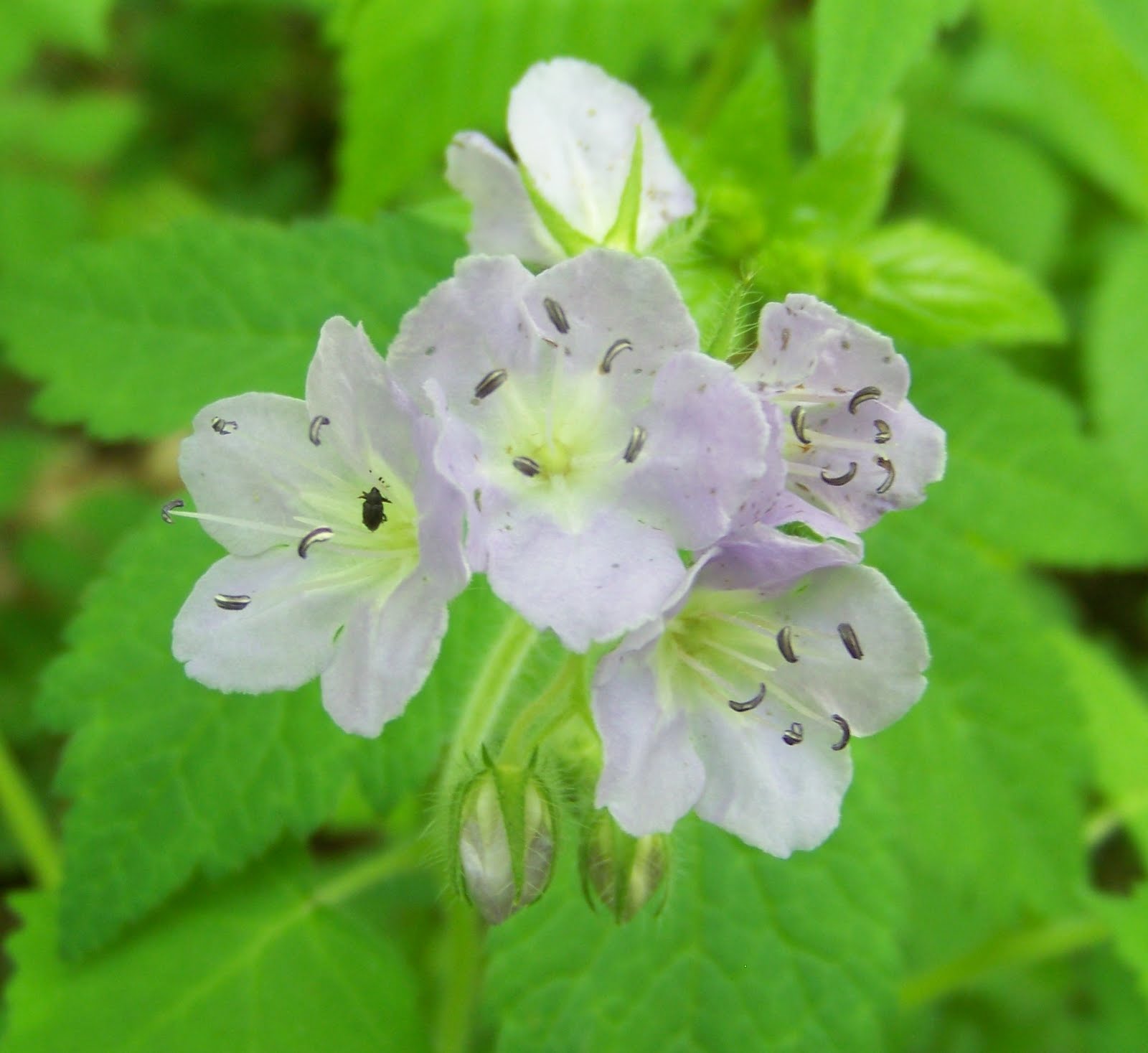 Midwest Native Plants, Gardens, and Wildlife: Spring Wildflowers-Appendaged Waterleaf