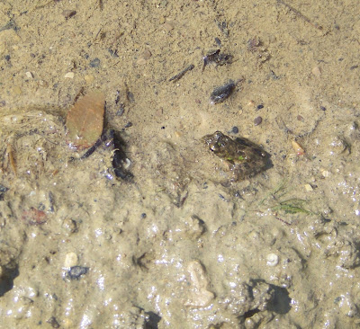 Midwest Native Plants, Gardens, and Wildlife: Camou-frog