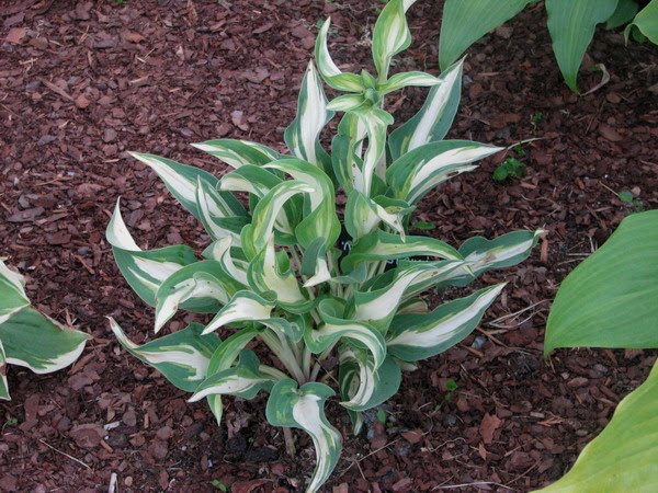 Marits hosta: Hosta 'Moonstruck'