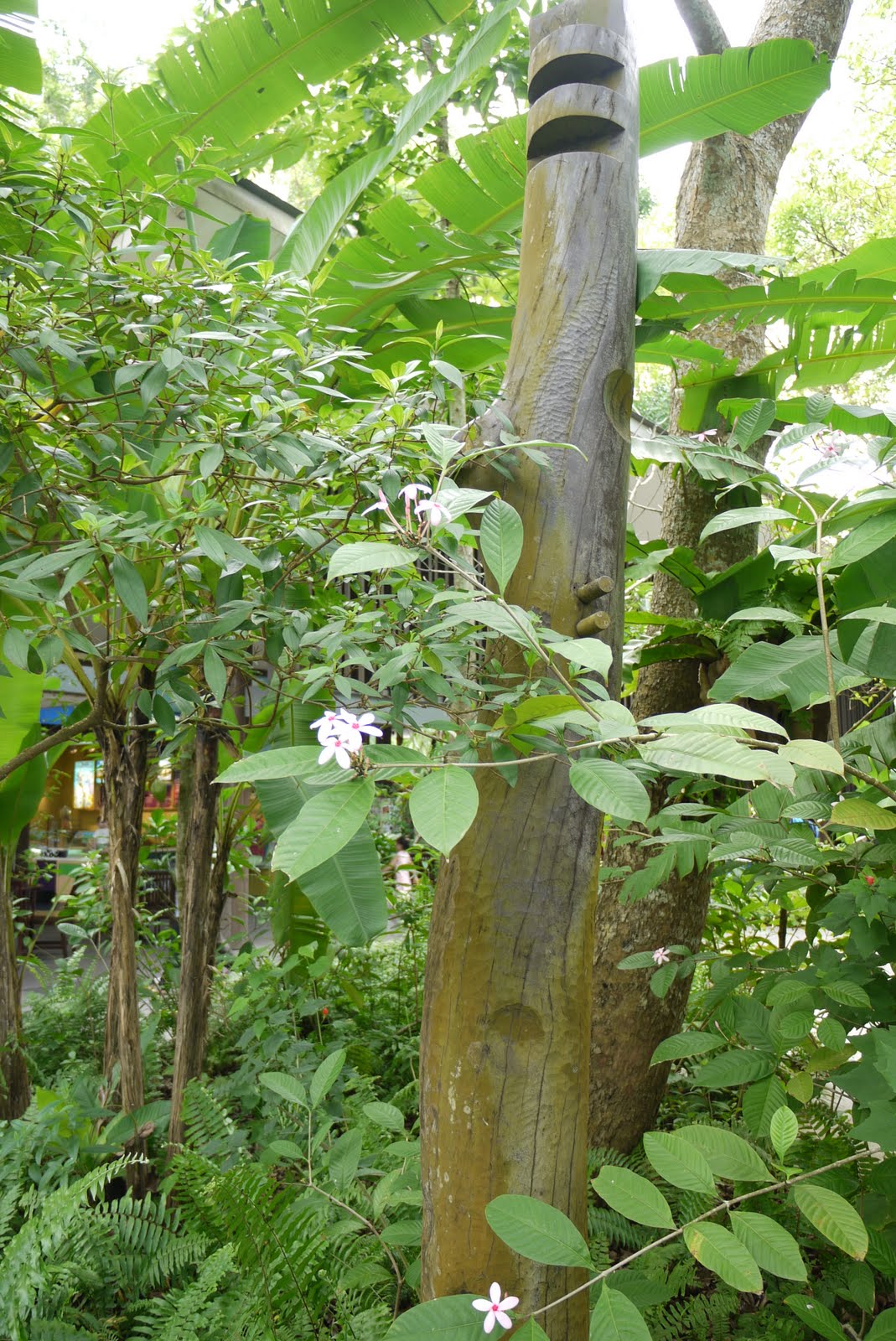 Sawpo's: Changi Tree @ Singapore Zoo