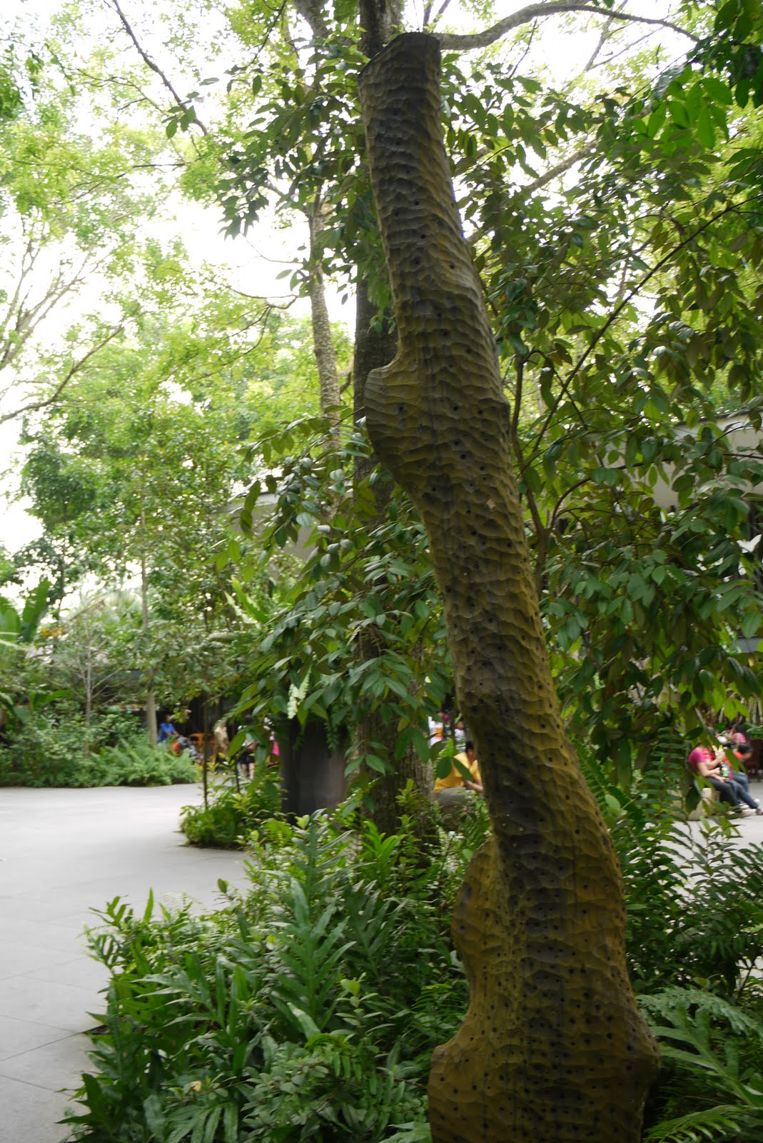 Sawpo's: Changi Tree @ Singapore Zoo