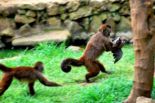 Hasta el borde: Historia de macacos