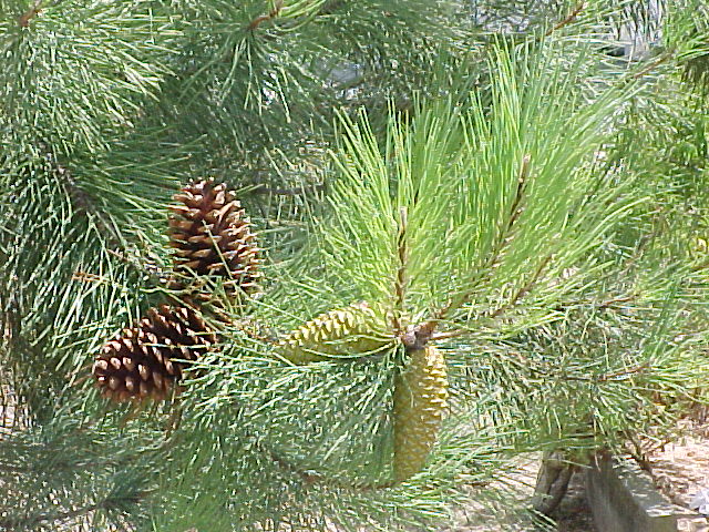 Um Trilho na Floresta: O Pinheiro Manso