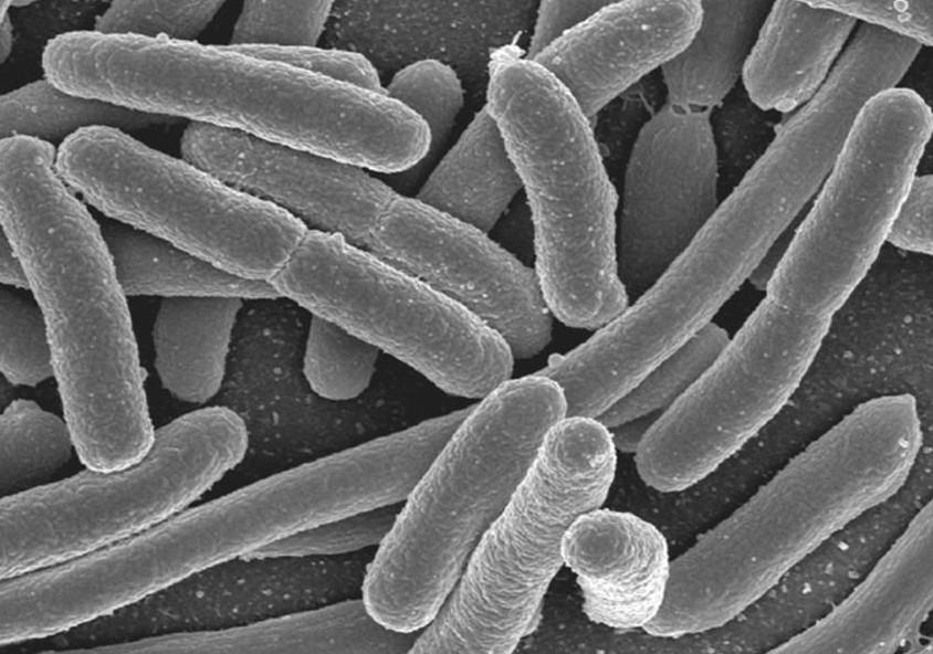 Mrs. Stein's 3rd Period STS Biology: Wednesday Post