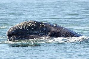 [ Vida de Plástico ]: Uma rara baleia cinza é vista nadando nas ...