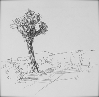 Open To the Wind: Joshua Tree Drawings