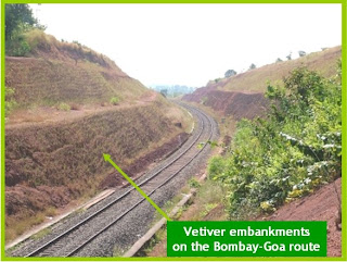 A Green Crusader @ Work: Vettiver - Natural choice for Green Home Solutions