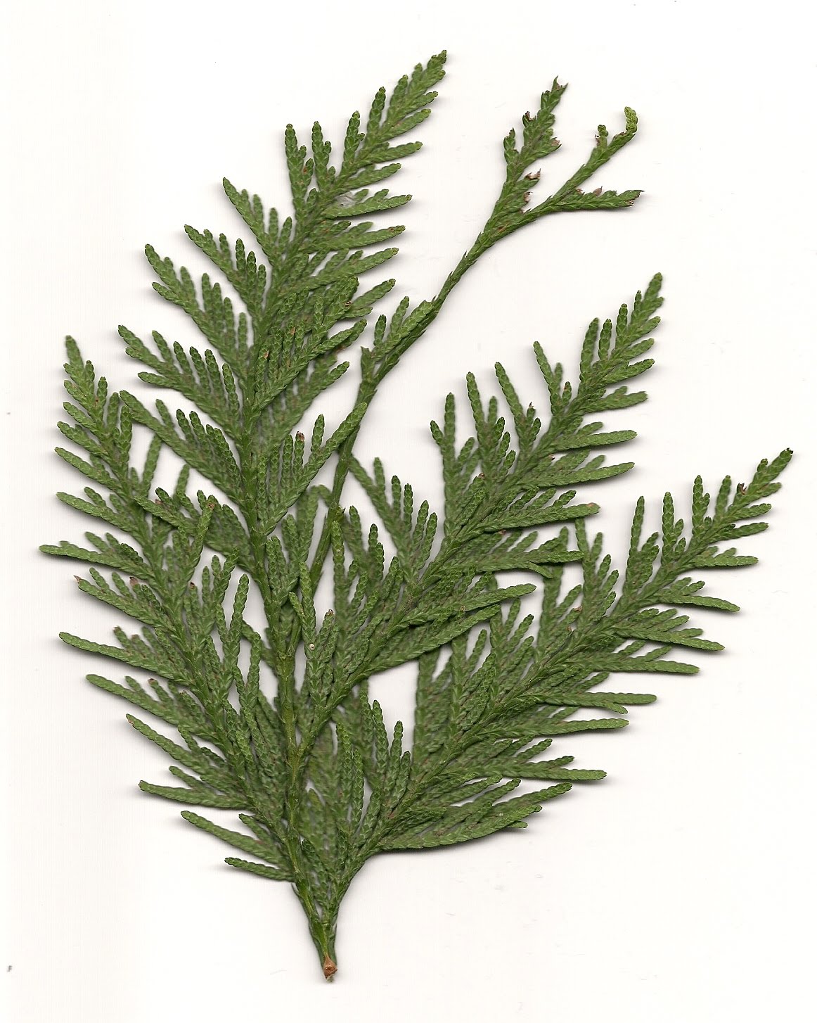 Kevin & Carmen's Zoo Wedding, June 2010: Cedar Fronds