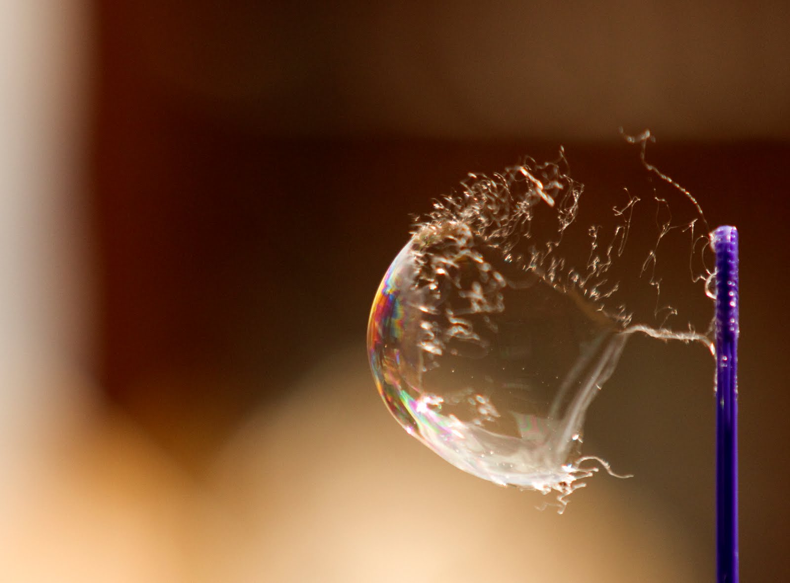 Donetta's photos: March 2010