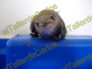 elTallerdeCarlos: Criar pollo de vencejo. Qué hacer si vemos un vencejo ...