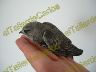 elTallerdeCarlos: Criar pollo de vencejo. Qué hacer si vemos un vencejo ...