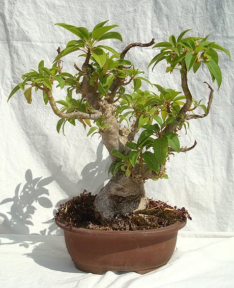 Yamadori Passion: Phytolacca Dioica L. (Ombú, Umbú, Ombú)