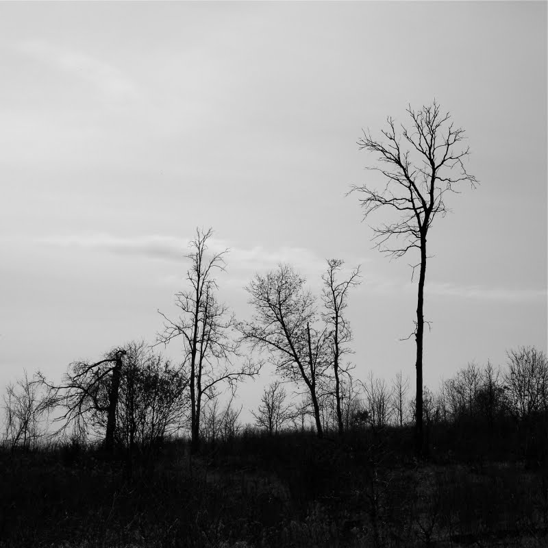 The Mighty Pen: Macbeth: Act 1, Scene 3: A heath near Forres