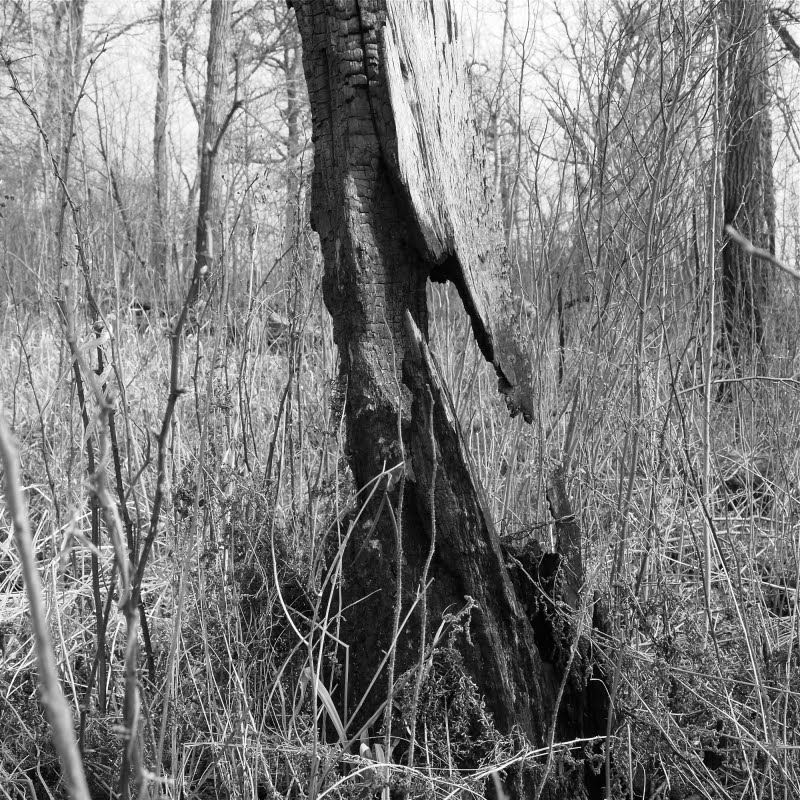 The Mighty Pen: Macbeth: Act 1, Scene 3: A heath near Forres