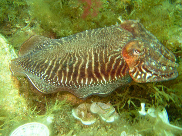 Biblioteca Duoc UC Sede Valparaíso: Jibia: oportunidad comercial y ...