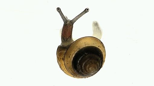 Biblioteca Duoc UC Sede Valparaíso: Schwammeria: Nueva Especie de ...