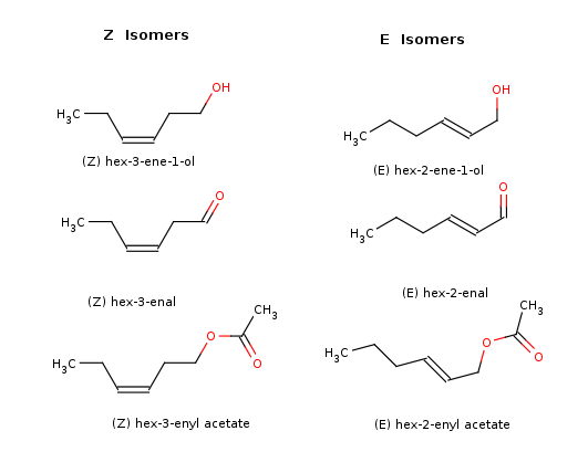Bridgehead Carbons: September 2010