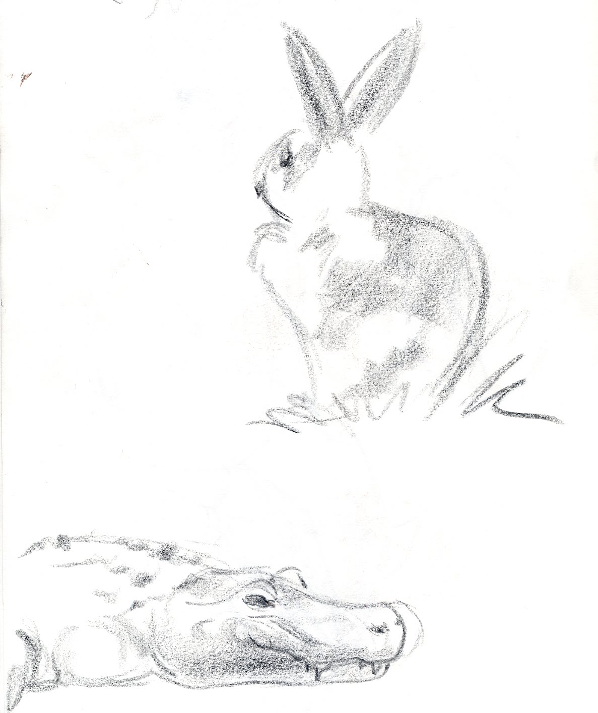 ART is FuN! =^.^=: Oakland Zoo Animal Quick Sketches
