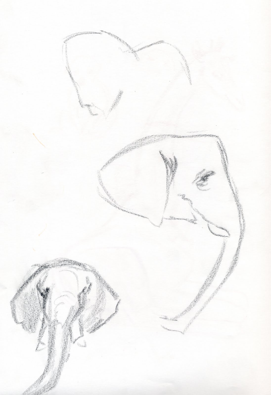 ART is FuN! =^.^=: Oakland Zoo Animal Quick Sketches