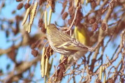 Imagens da vida animal: Lugre (Carduelis spinus) (Fêmea)