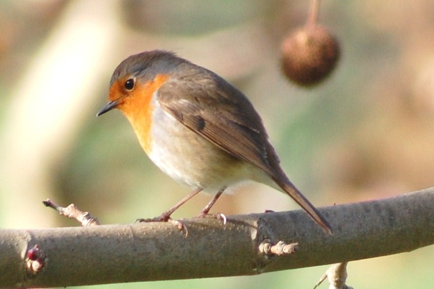 Imagens da vida animal: Pisco-de-peito-ruivo (Erithacus rubecula)