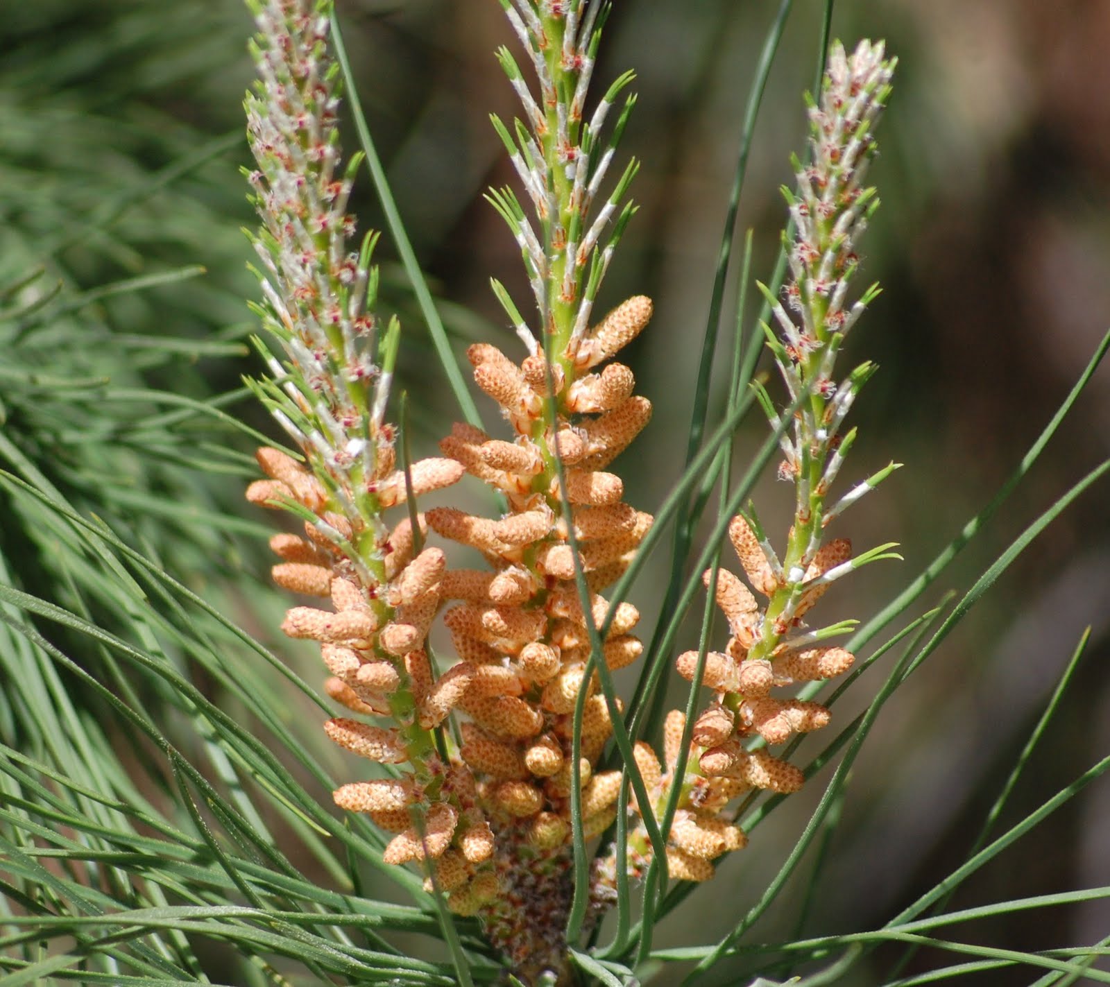 Plantas: Beleza e Diversidade: Inflorescência (Pinheiro-manso)